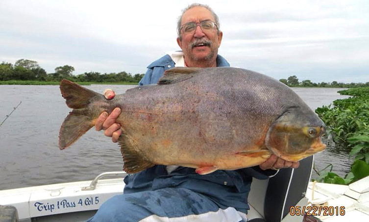 Pacu ou tambacu? Pescador se surpreende com captura de espécie de 13 ...